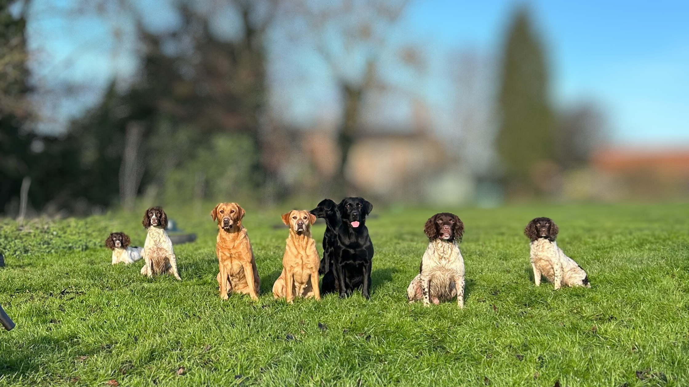 Introducing The Kugae Gun Dogs: Our Pick Up Team – Kugae Gundogs